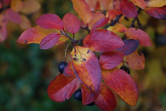 Berry Leaves Fall - Free photo on Pixabay - Pixabay