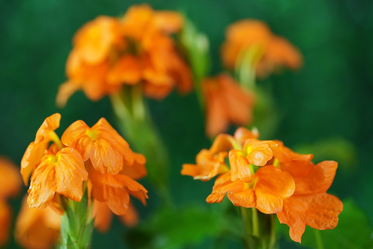 Firecracker Flower Flora - Free photo on Pixabay