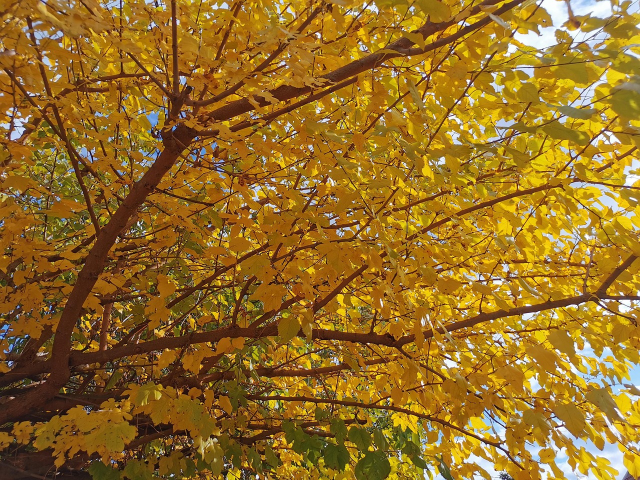 Yellow Flora Wood - Free photo on Pixabay