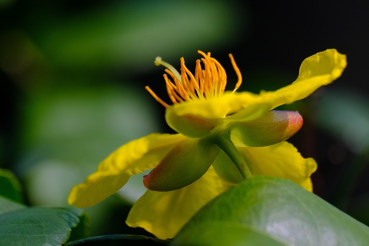 St John S Wort Flower Plant Free Photo On Pixabay