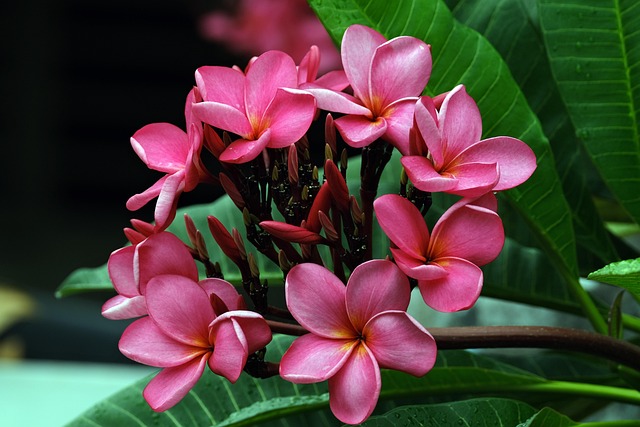 Plumeria Flores Planta Frangipani - Foto gratis en Pixabay
