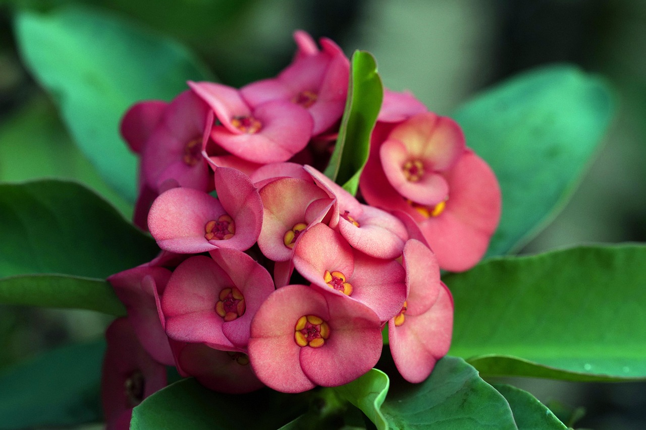 300,000+ Free Euphorbia Plant & Euphorbia Images - Pixabay