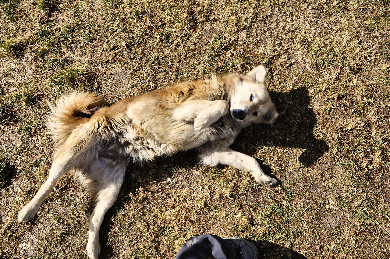 Dog In Bhutan To Cuddle Wild - Free photo on Pixabay - Pixabay
