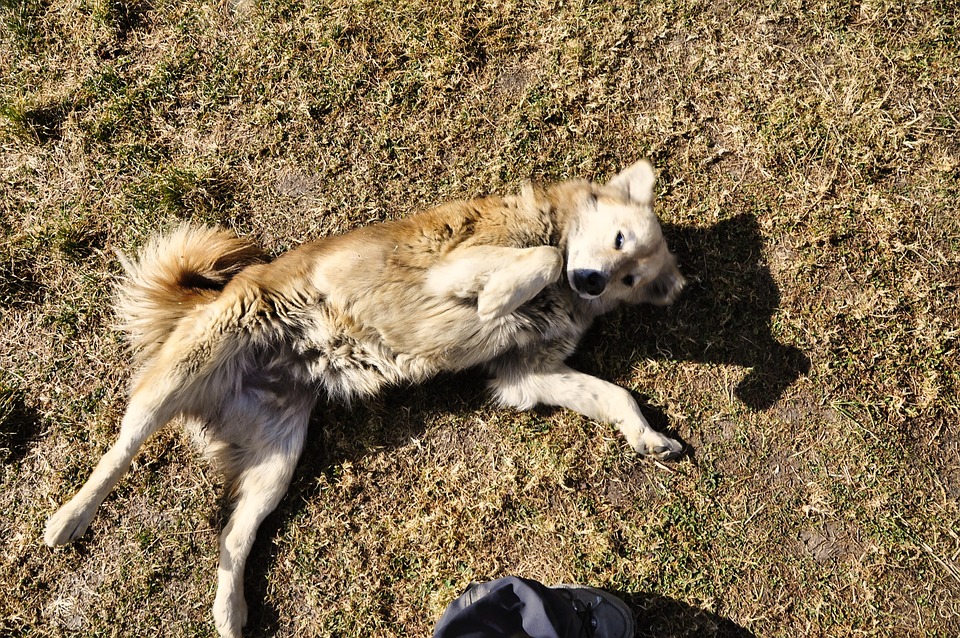 Dog In Bhutan To Cuddle Wild - Free photo on Pixabay - Pixabay