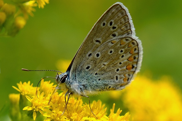 Papillon Fleur Féconder - Photo gratuite sur Pixabay - Pixabay