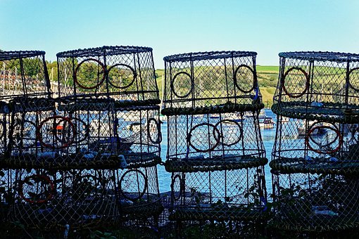 30+ Free Lobster Pot & Lobster Photos