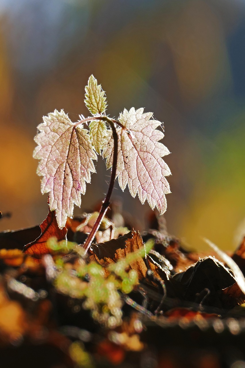 Leaves Sapling Fall - Free photo on Pixabay