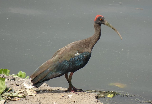 Bird Red-Naped Ibis Ornithology - Free photo on Pixabay - Pixabay