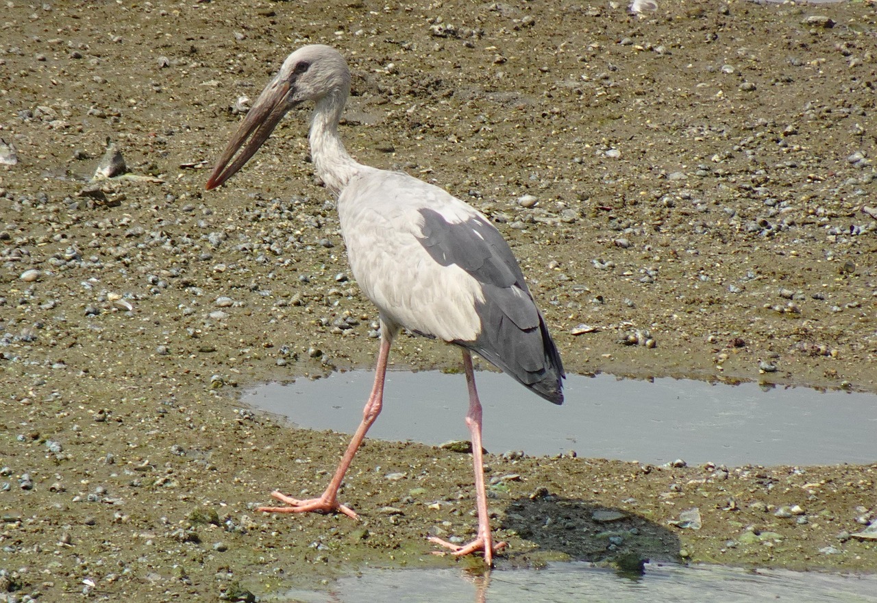 Bird Stork Ornithology - Free photo on Pixabay - Pixabay