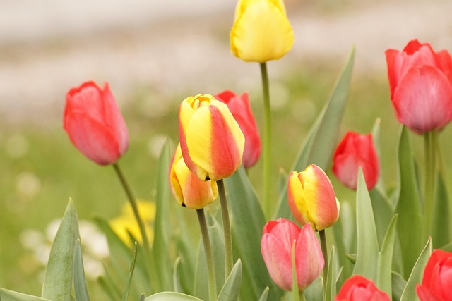 Tulip Bunga-Bunga Kebun - Foto gratis di Pixabay - Pixabay