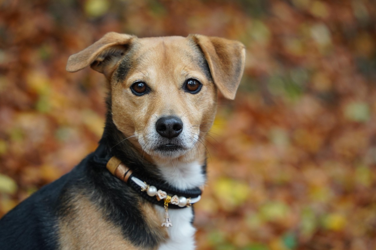 Dog Pet Canine - Free photo on Pixabay - Pixabay