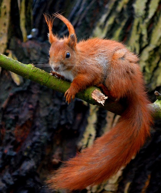 Animal Squirrel Mammal - Free photo on Pixabay