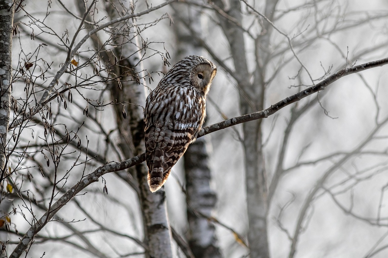 Búho Ural Pájaro Sentado - Foto gratis en Pixabay - Pixabay
