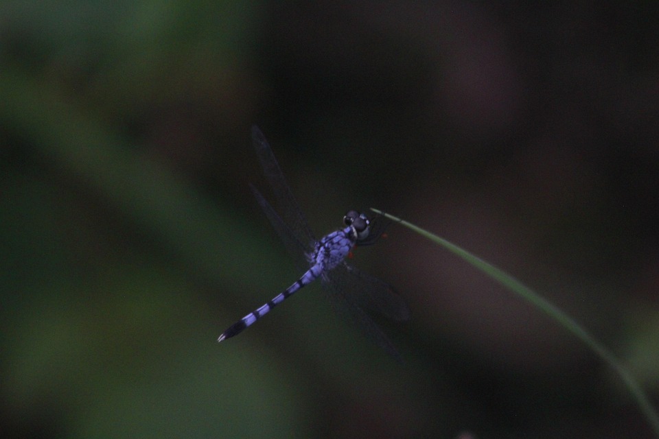 Libelle Insekt Natur - Kostenloses Foto auf Pixabay - Pixabay