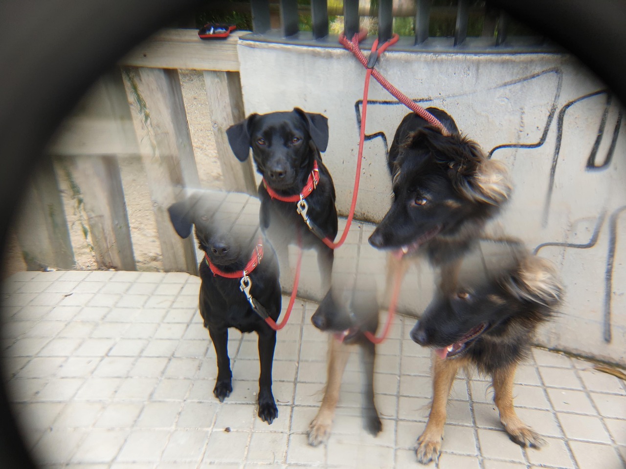 Anjing Hewan Peliharaan - Foto gratis di Pixabay