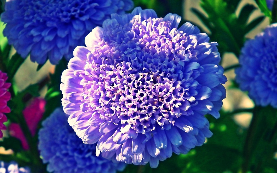 Aster Bunga-Bunga Kebun Bunga - Foto gratis di Pixabay - Pixabay