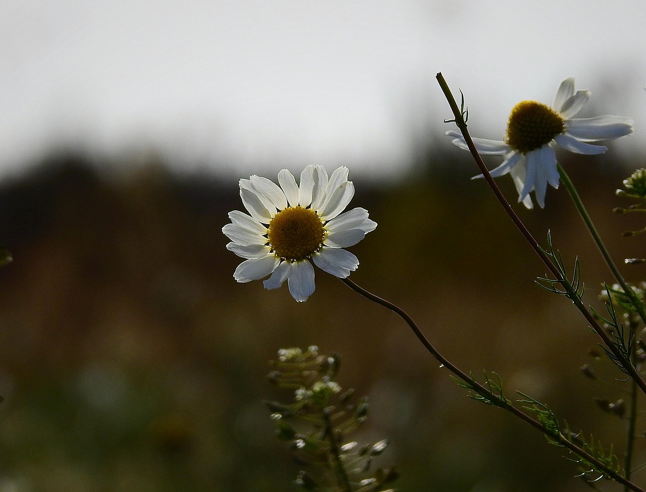 Prairie Fleurs Nature - Photo gratuite sur Pixabay - Pixabay