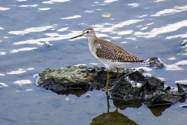 Wood Sandpiper Tringa Glareola - Free photo on Pixabay - Pixabay