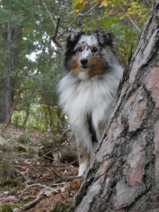 Dog Sheltie Pet - Free photo on Pixabay - Pixabay
