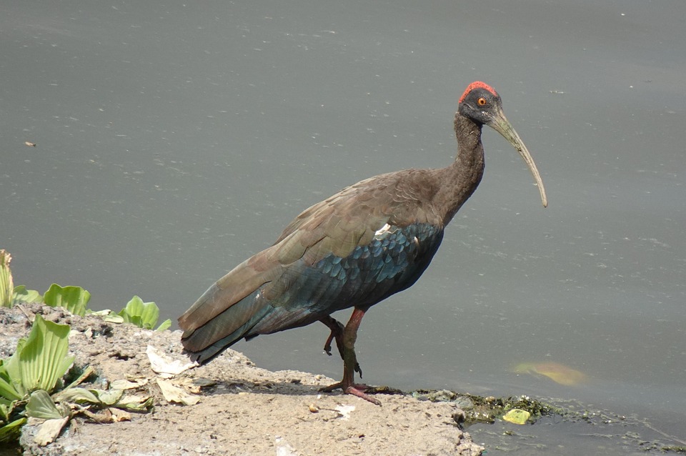 Ibis Burung Satwa - Foto gratis di Pixabay