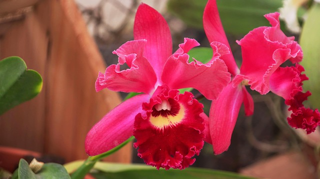 Costa Rica Flor Guraria - Foto gratuita no Pixabay - Pixabay