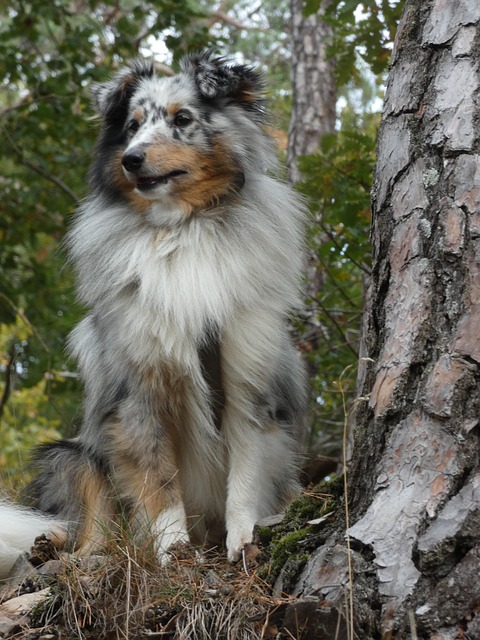 Dog Sheltie Pet - Free photo on Pixabay - Pixabay