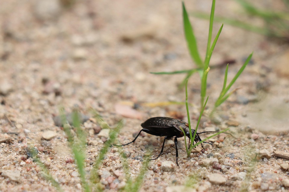 Field Ground Beetle Insect - Free photo on Pixabay