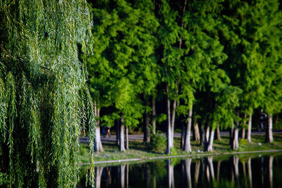 Trees Nature Park - Free photo on Pixabay