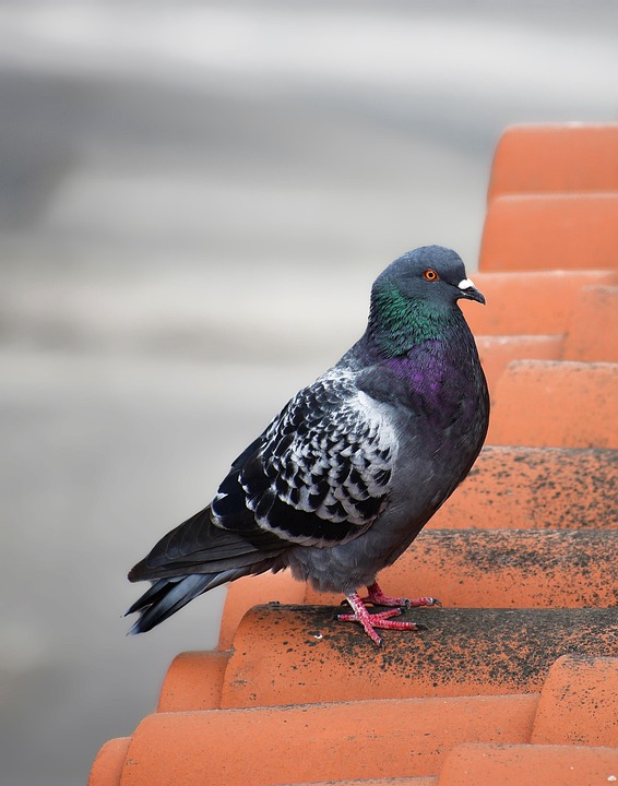 Colombe Oiseau Toit - Photo gratuite sur Pixabay