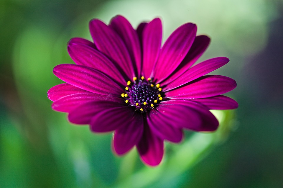 Afrikaanse Daisy Bloem - Gratis foto op Pixabay - Pixabay