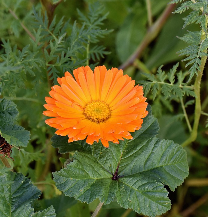 Calendula Souci Fleur La - Photo gratuite sur Pixabay - Pixabay