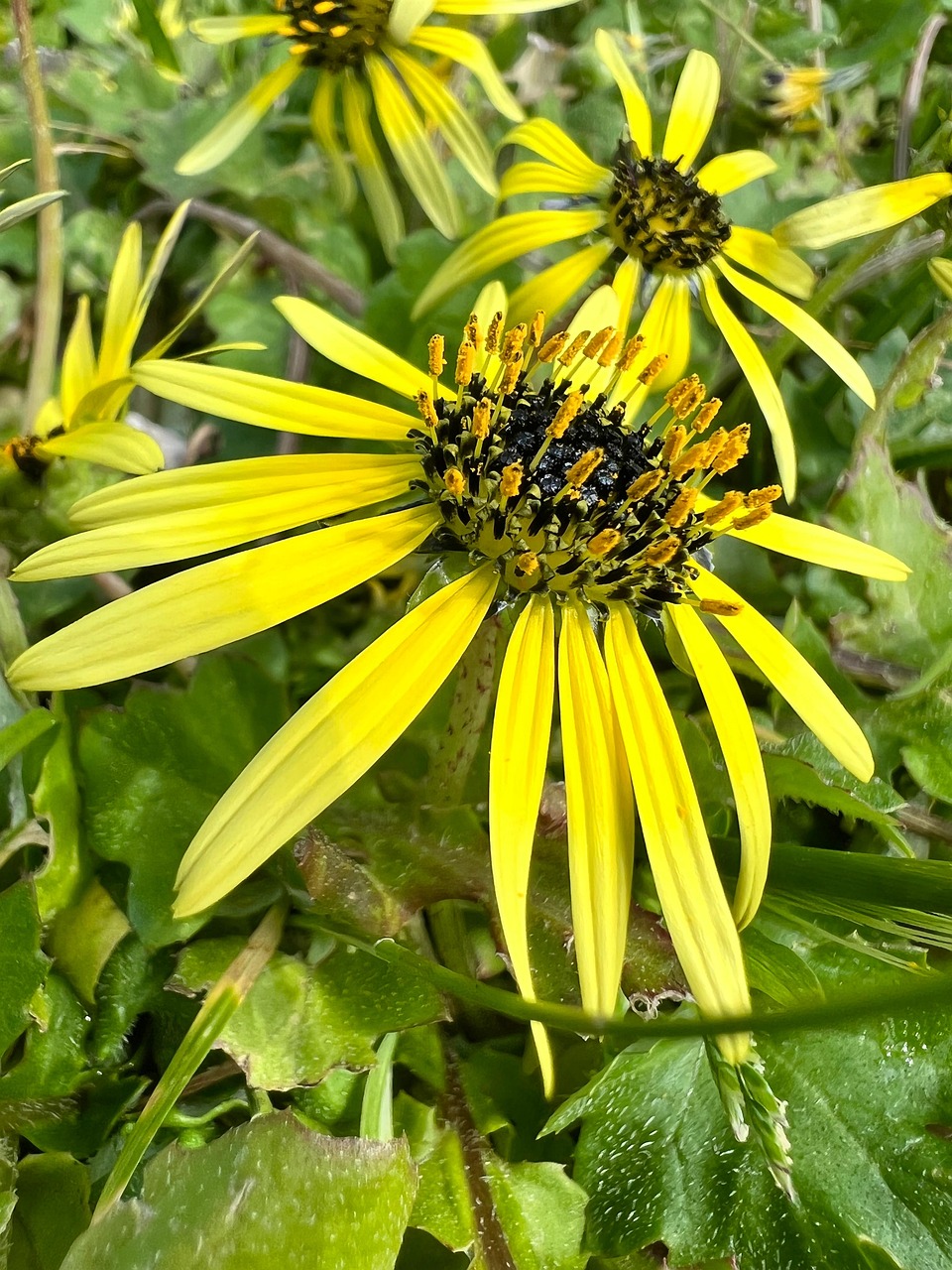 Marguerites Du Cap Fleurs - Photo gratuite sur Pixabay - Pixabay