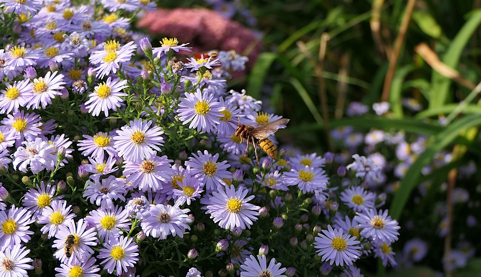Wasp Insect Pollinate - Free photo on Pixabay