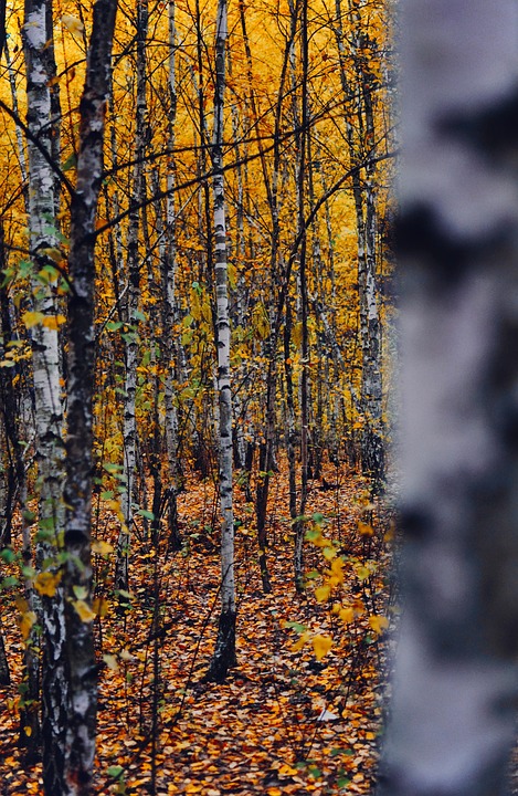 Autumn Leaves Trees - Free photo on Pixabay