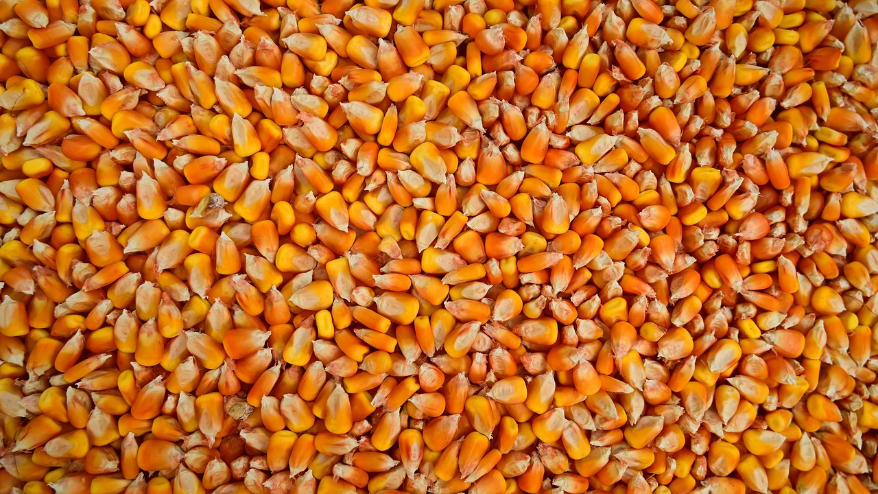 Más de 50 imágenes gratis de Elote y Maíz - Pixabay