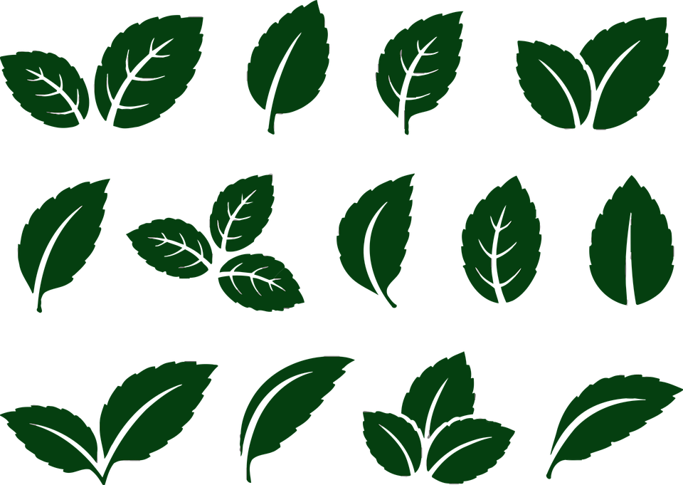 Leaf Vector Free Download