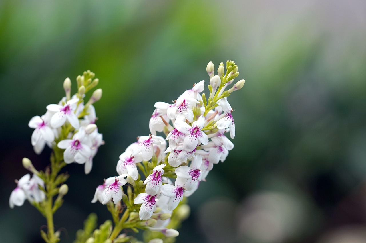 Blumen Weiße Garten - Kostenloses Foto auf Pixabay