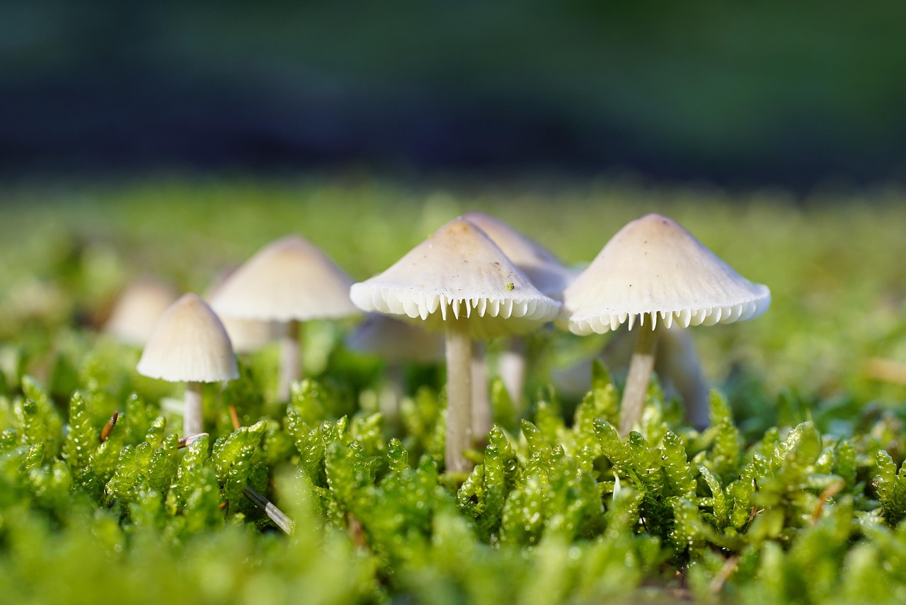 Mycena Champignons Mousse - Photo gratuite sur Pixabay - Pixabay