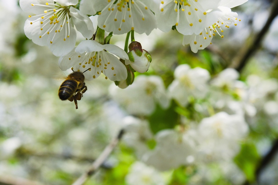 Bee Insect Pollinate - Free photo on Pixabay - Pixabay