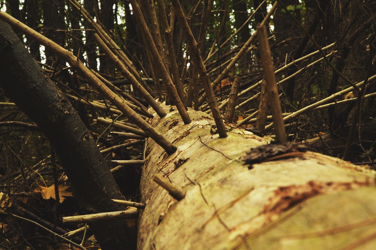 200+ Free Bough & Nature Images - Pixabay