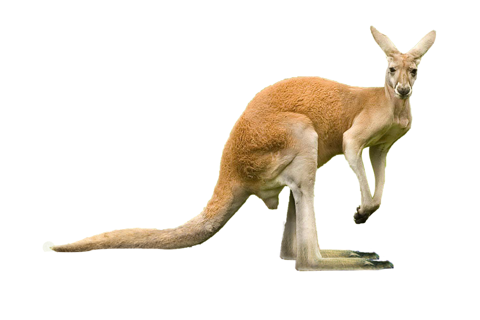 Download Kangaroo, Good Luck, Animal. Royalty-Free Stock Illustration ...