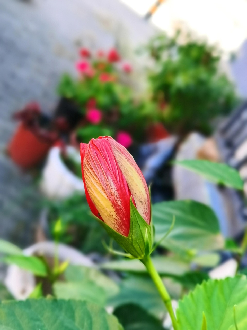 Bunga Kembang Sepatu Tunas - Foto gratis di Pixabay - Pixabay