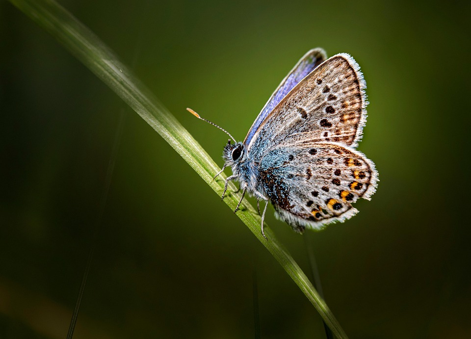 Mazarine Blue Butterfly - Free photo on Pixabay