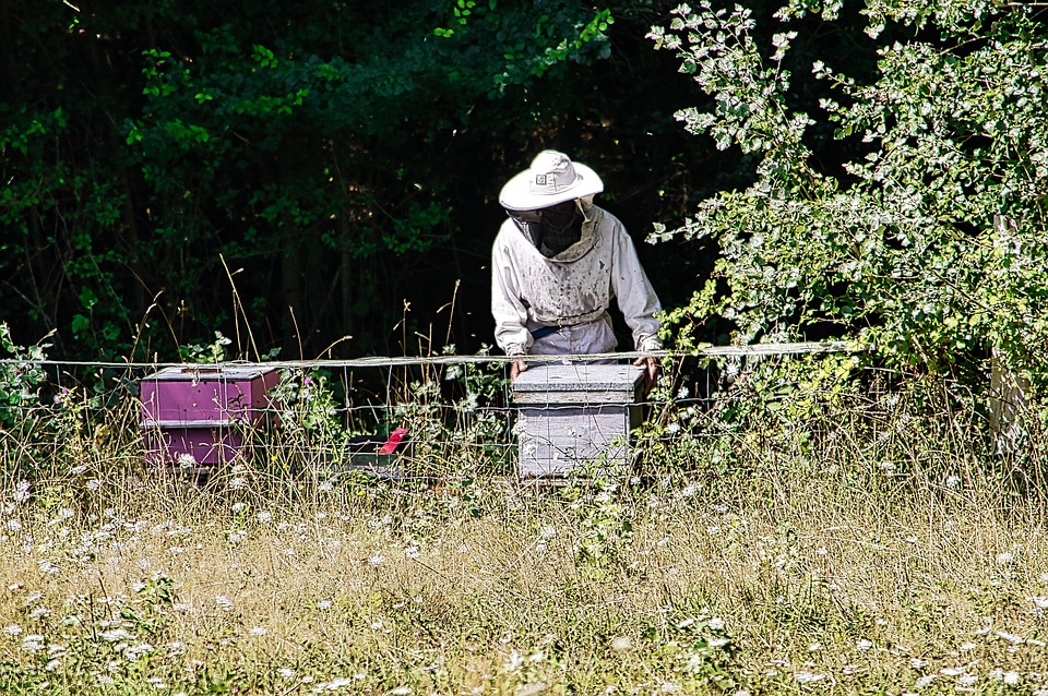 Imkerei Imker Bienenhaus - Kostenloses Foto auf Pixabay - Pixabay