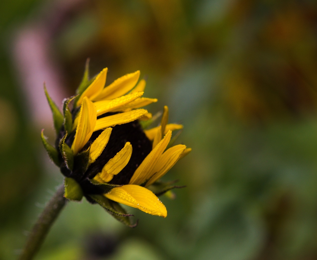 Sunflower Yellow Flower Petals - Free photo on Pixabay - Pixabay