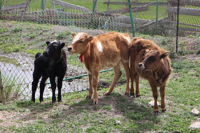Sapi Betis Padang Rumput Tanah - Foto gratis di Pixabay - Pixabay