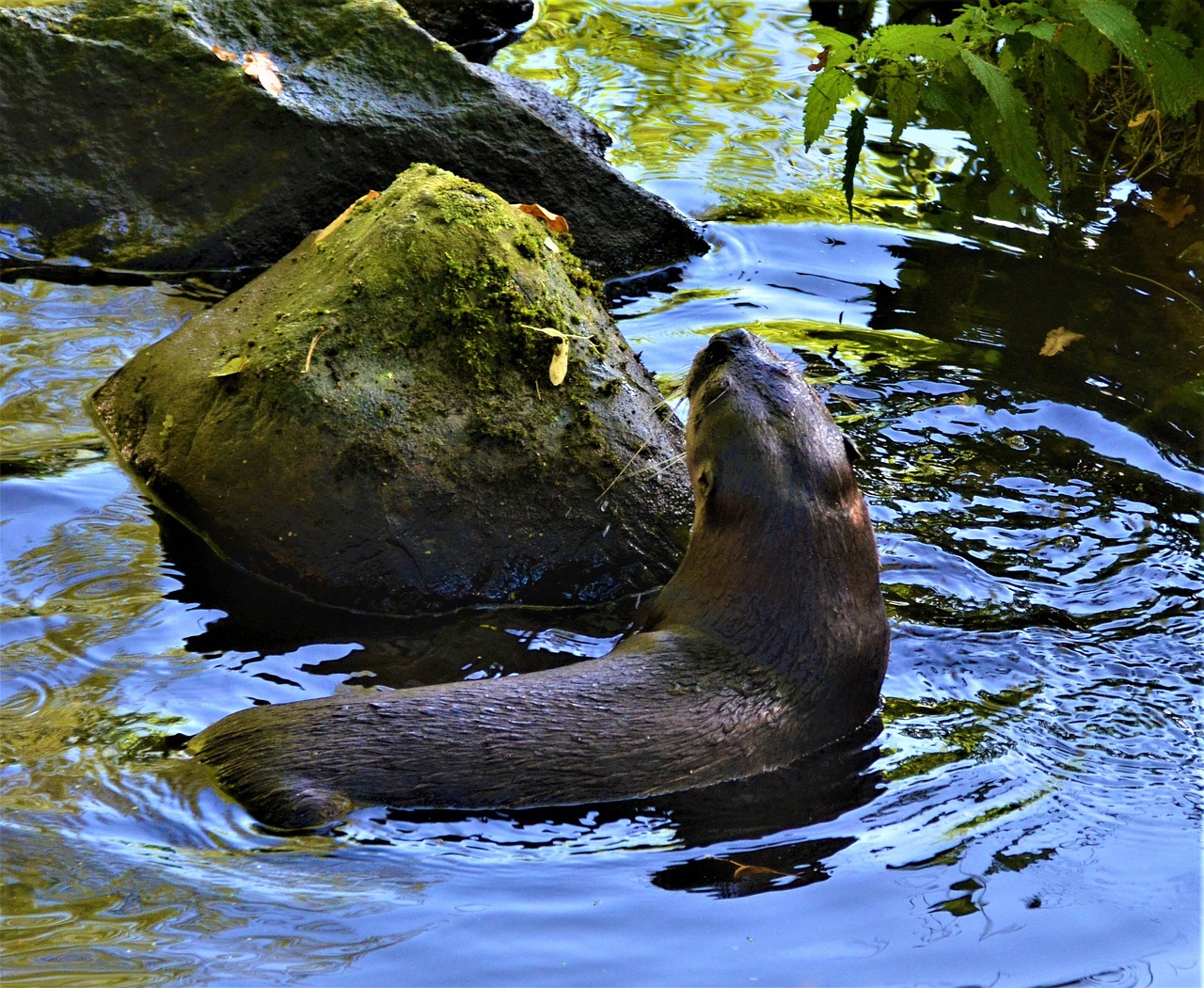 Animal Otter Habitat - Free photo on Pixabay - Pixabay