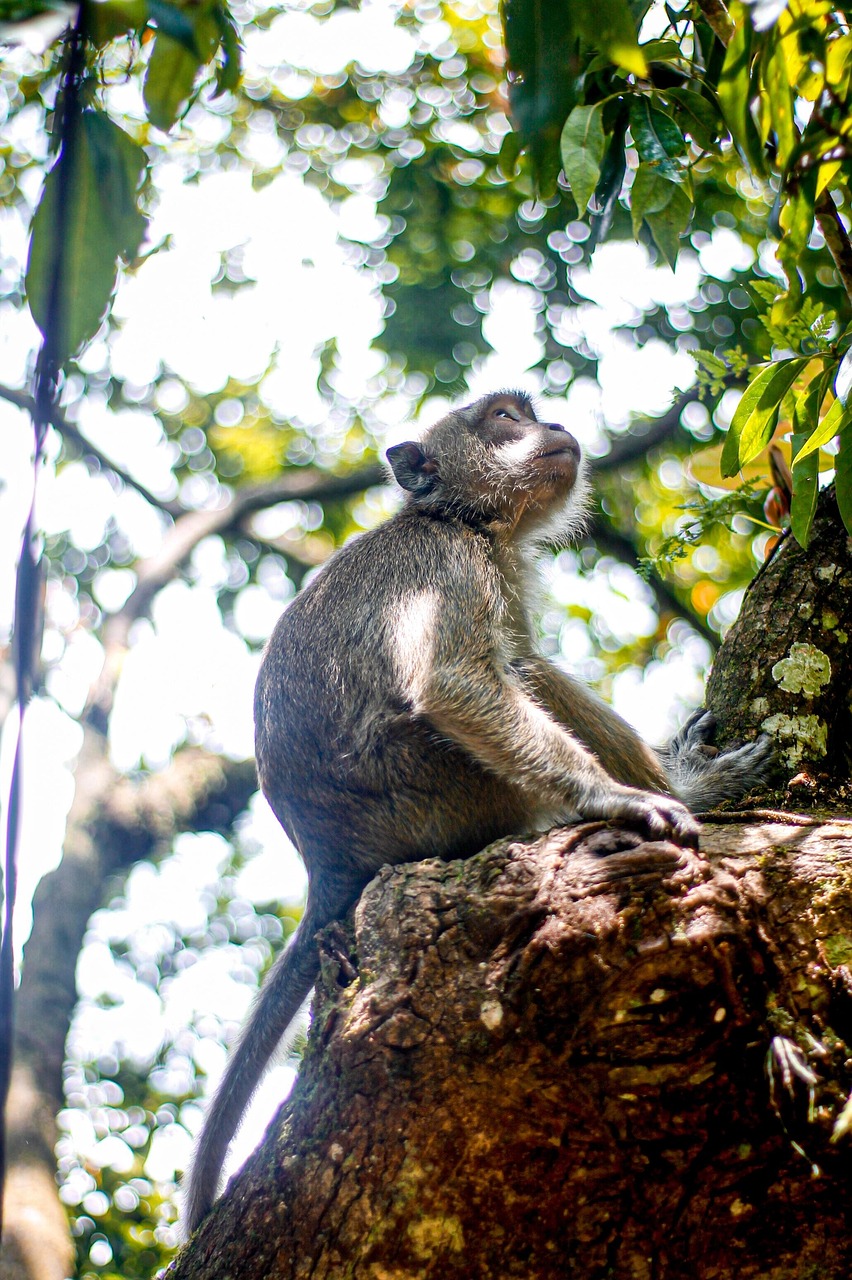 Animal Macaco Primata Animais - Foto gratuita no Pixabay - Pixabay