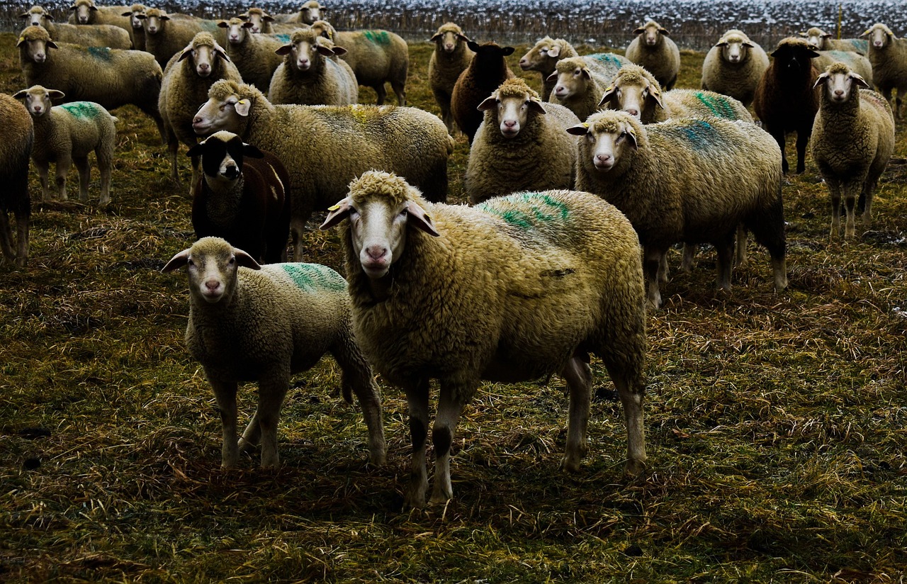 Ovelha Animais Gado - Foto gratuita no Pixabay - Pixabay
