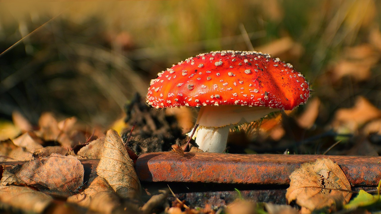Pilz Pilzkunde Wald - Kostenloses Foto auf Pixabay - Pixabay